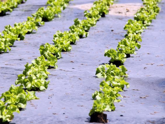 Barlene - Barbier Group