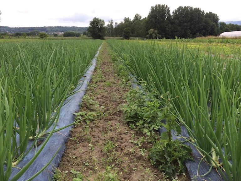 Bionov B - Barbier Group