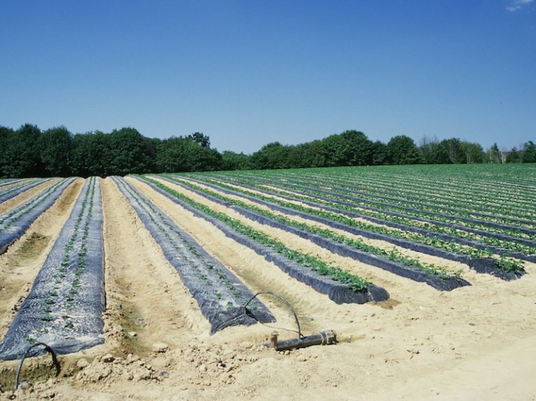 Bionov C - Barbier Group